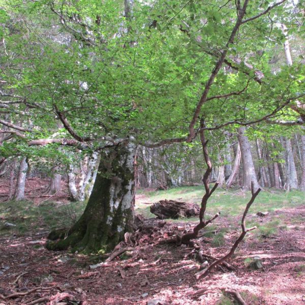 L'Aigoual... Une forêt à l'histoire remarquable | Les Cévennes autrement